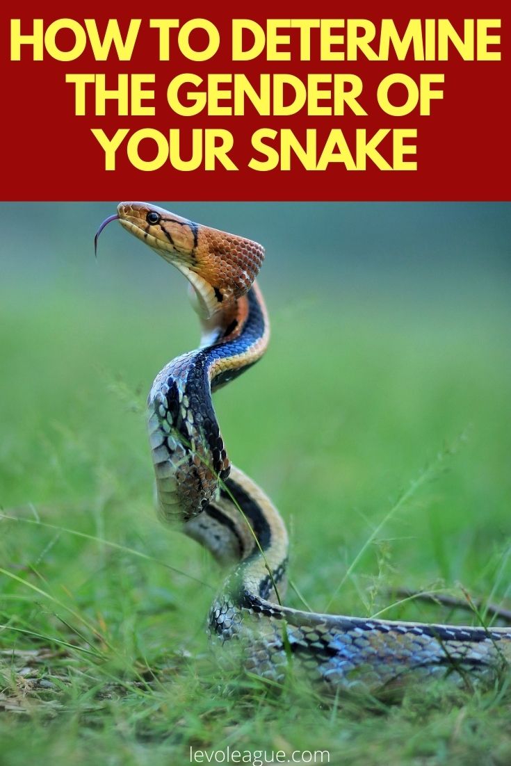 How to Determine the Gender of Your Snake | Levo League
