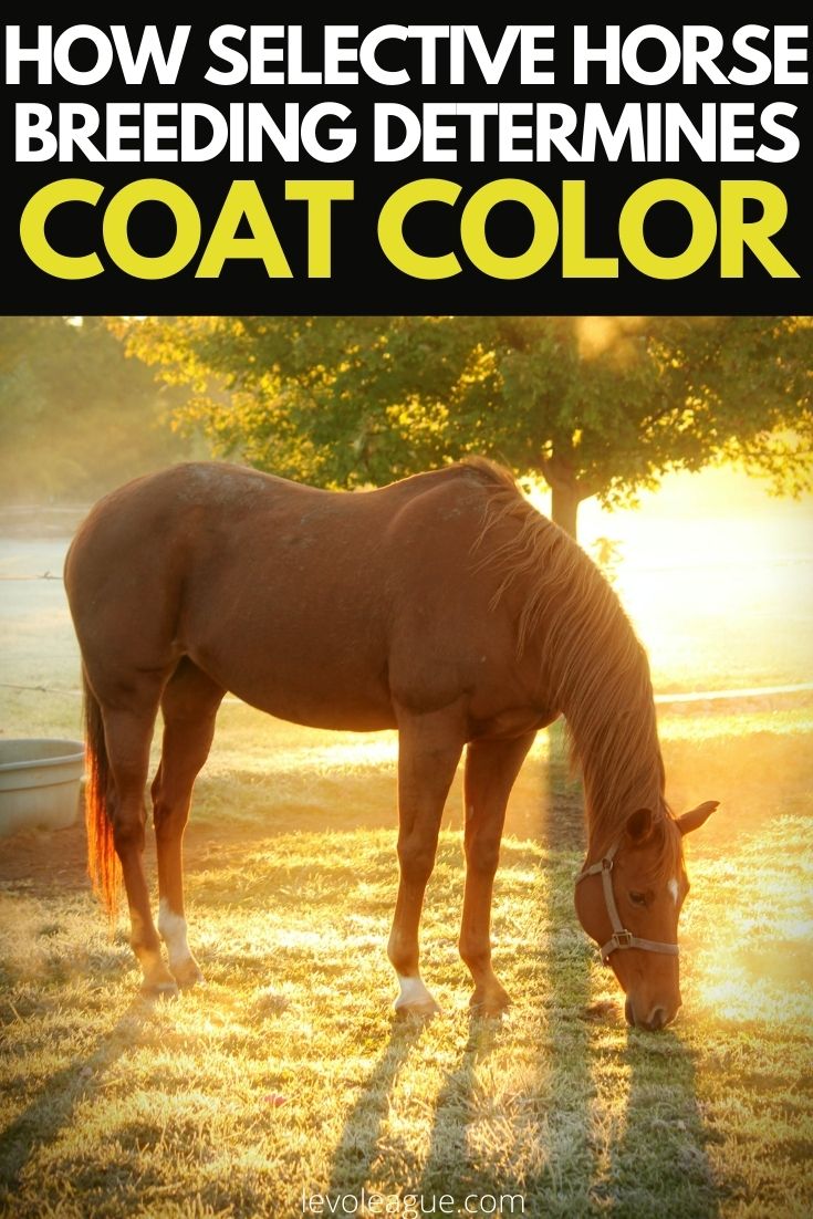 How Selective Horse Breeding Determines Coat Color | Levo League