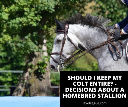 120+ Inspirational Cowboy Quotes and Sayings | Levo League