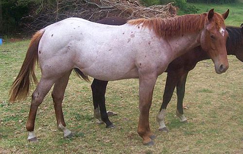 The Roan Horses: Red, Strawberry, and Blue Roans | Levo League