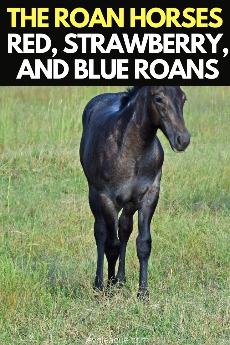 The Roan Horses: Red, Strawberry, and Blue Roans | Levo League
