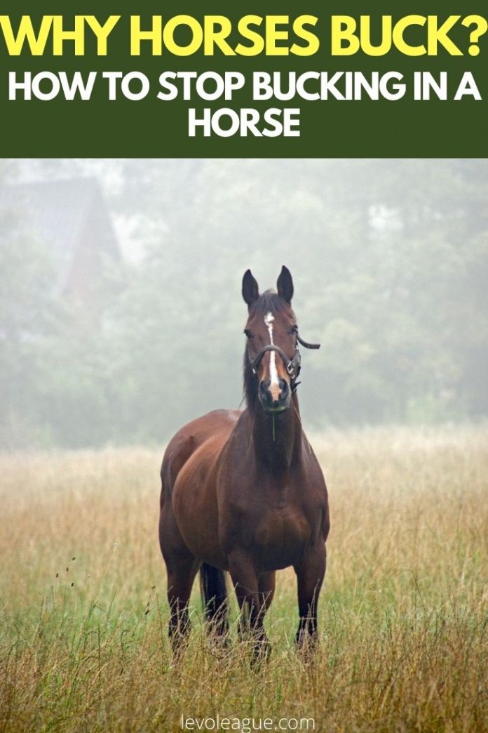 Why Horses Buck: Understand the Reasons Behind a Bucking Horse