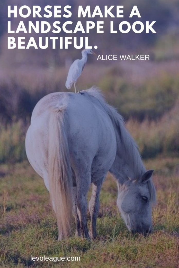 80+ Inspiriational Horse Quotes To Motivate You | Levo League