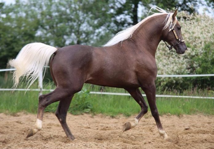 15 Interesting Facts About Palomino Horses You Should Know | Levo
