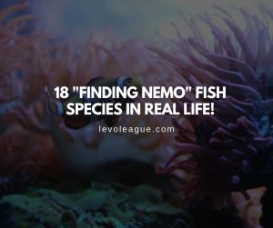 18 "Finding Nemo" Fish Species: See Them In Real Life!