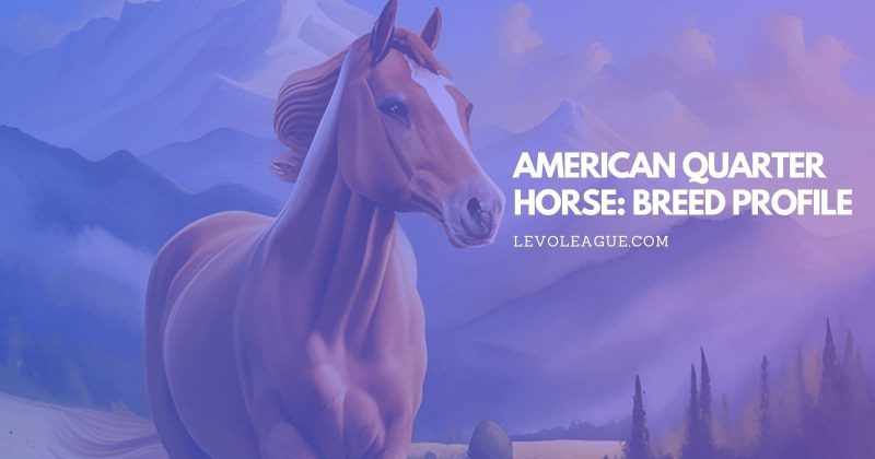 A Comprehensive Guide to the American Quarter Horse: Breed Profile