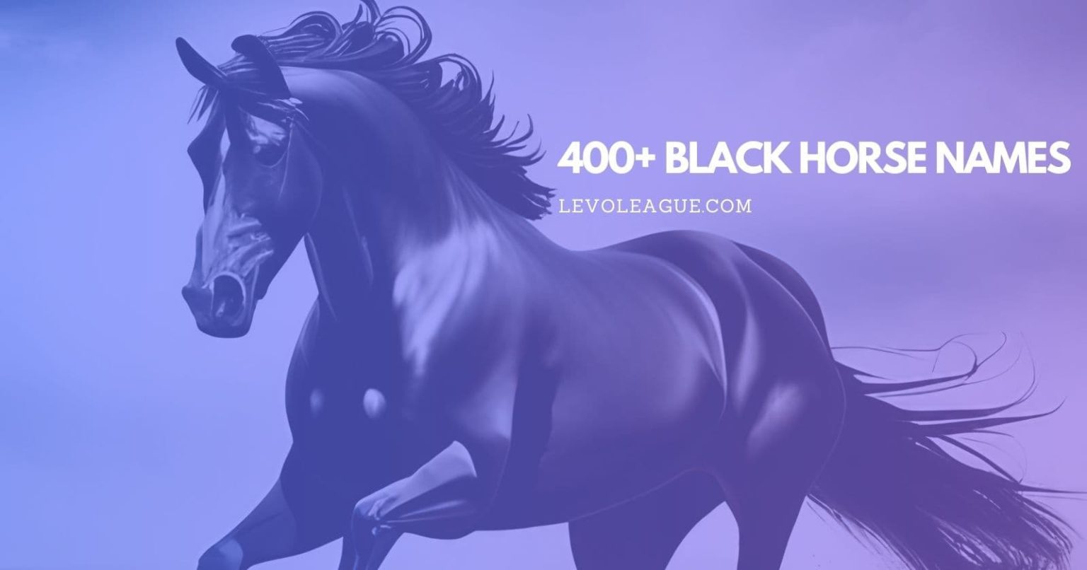400+ Black Horse Names: A Comprehensive Guide for Your Dark Beauty