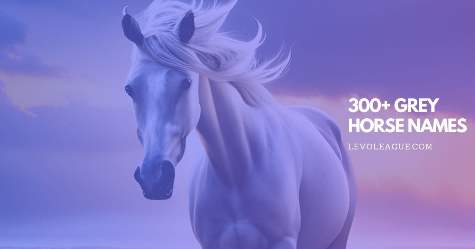 300+ Grey Horse Names: The Ultimate List for Your Majestic Steed