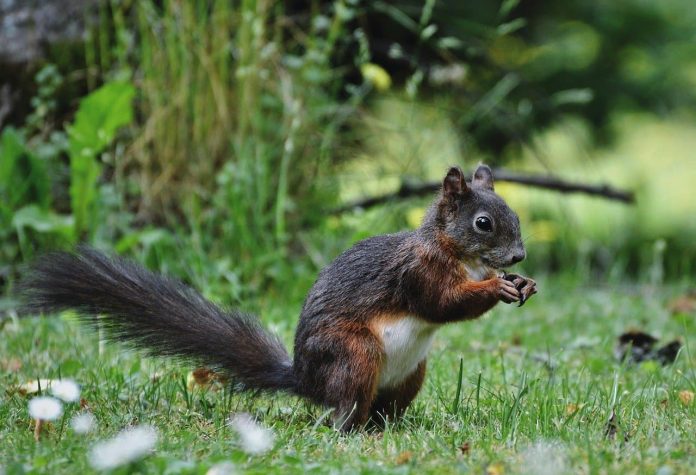 20 Plants that Repel Squirrels – Keep Your Garden Squirrel-free