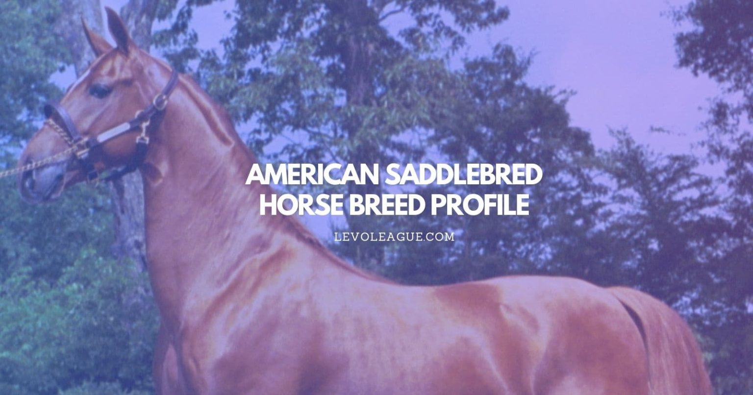 American Saddlebred Horse Breed: Facts, Temperament, Lifespan, and Care