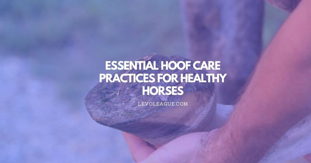 Essential Hoof Care Practices For Healthy Horses | Levo League