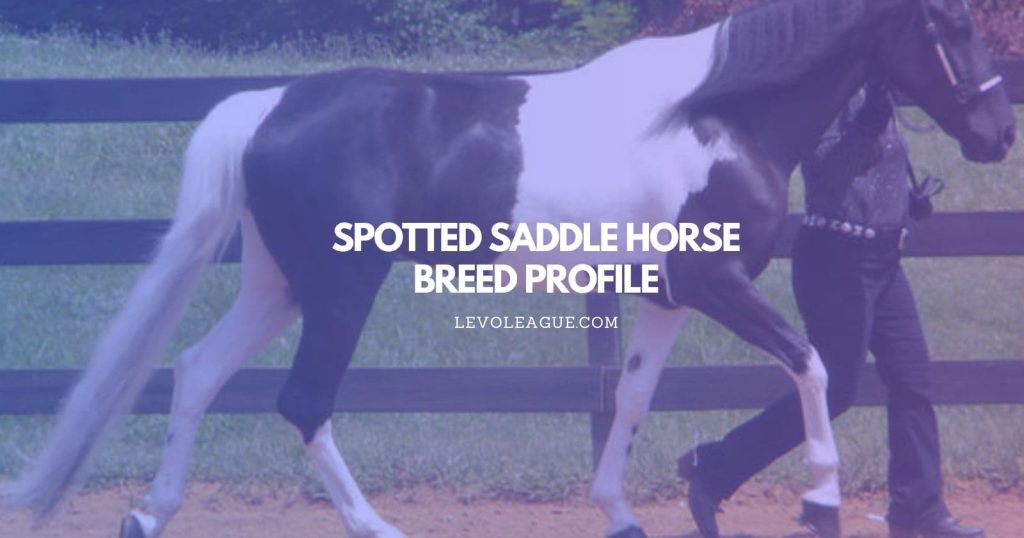 Shire Horse Breed: Facts, Temperament, Lifespan, and Care