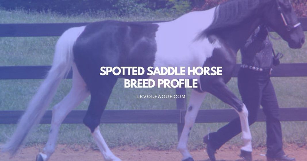 American Saddlebred Horse Breed: Facts, Temperament, Lifespan, and Care